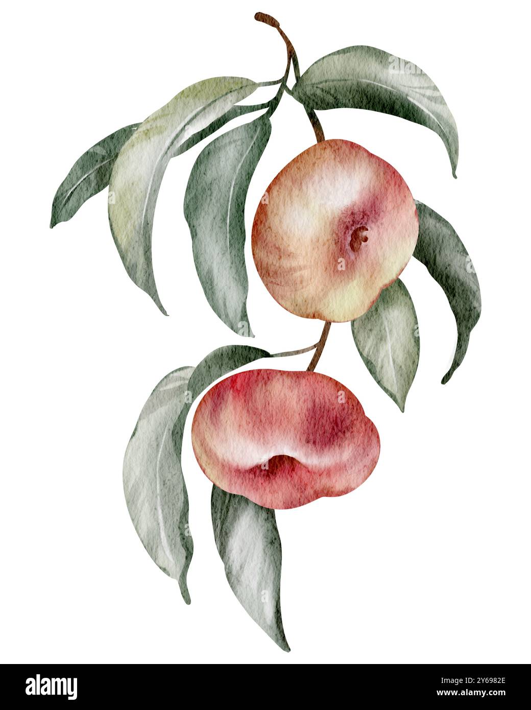 Apricot onTwig Watercolor illustration. Hand drawn fruit clip art on ...