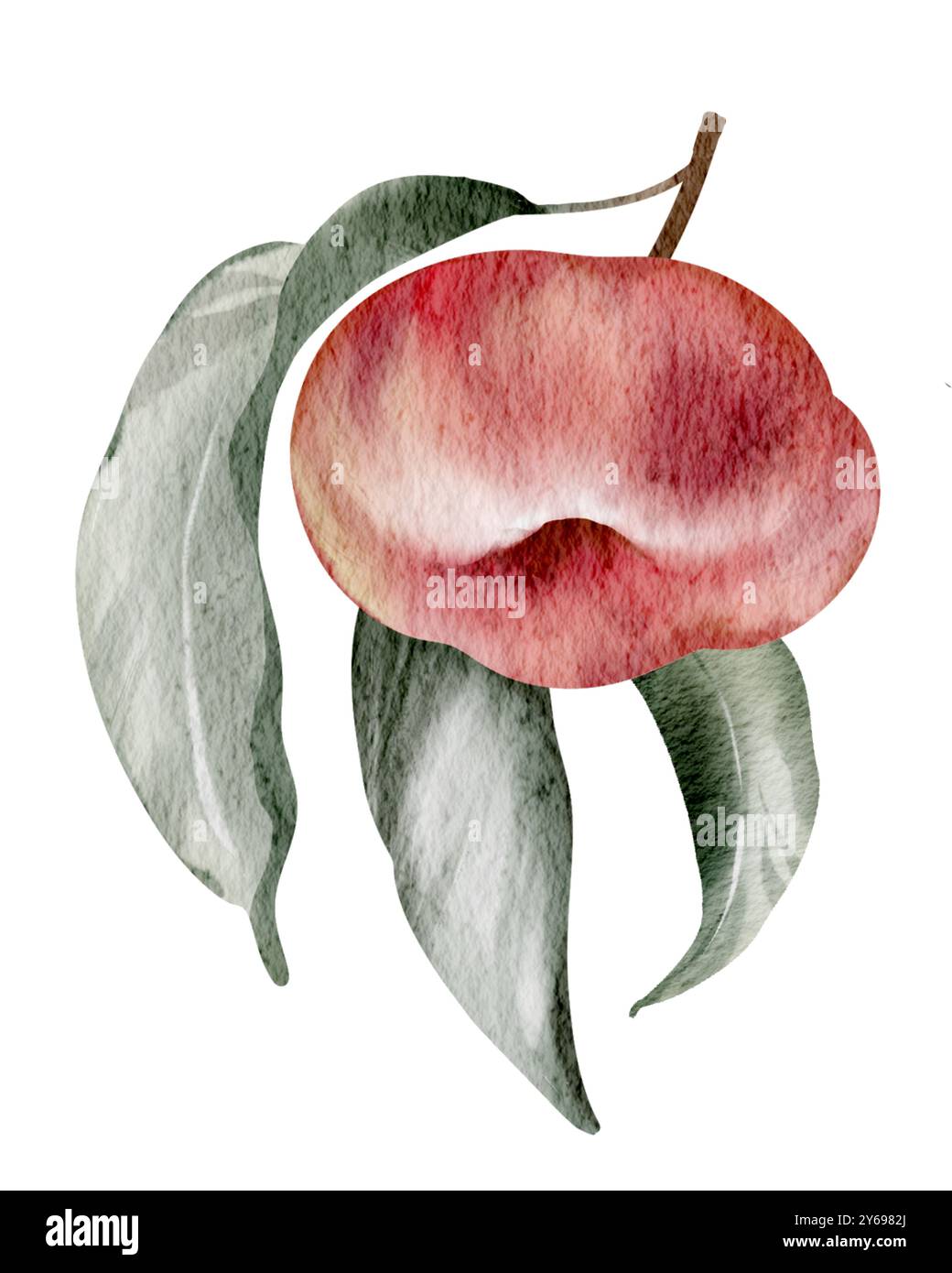 Apricot onTwig Watercolor illustration. Hand drawn fruit clip art on ...