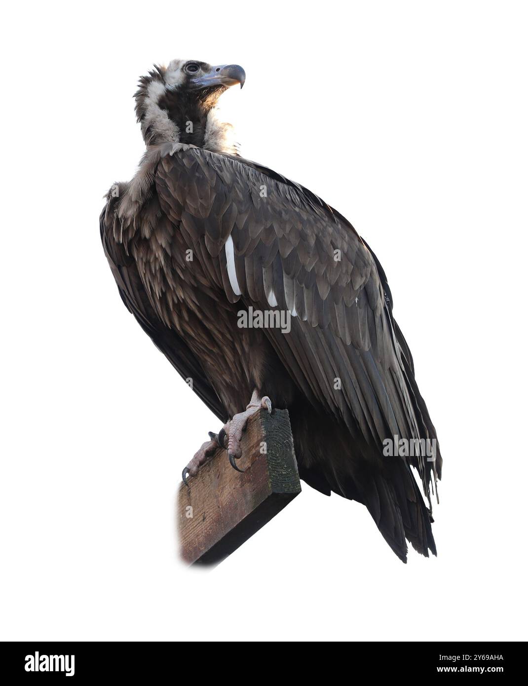 Beautiful Eurasian griffon vulture on white background. Exotic bird ...