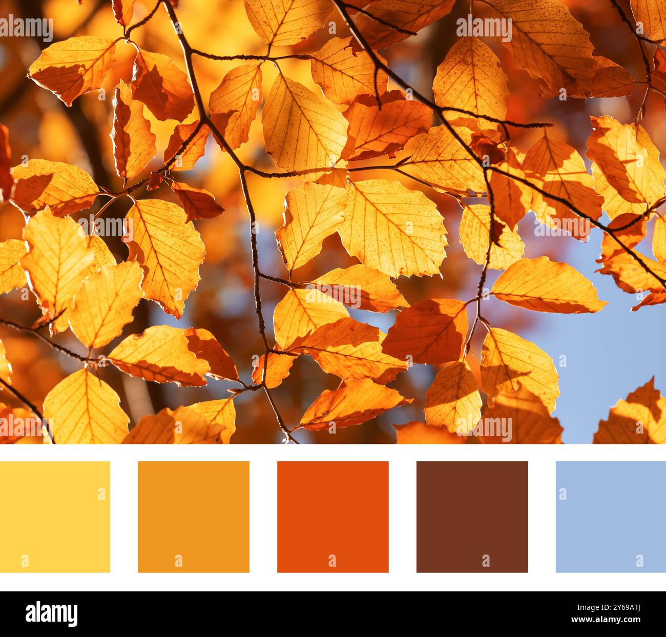 Shades of autumn. Picture of tree branch with golden leaves and ...