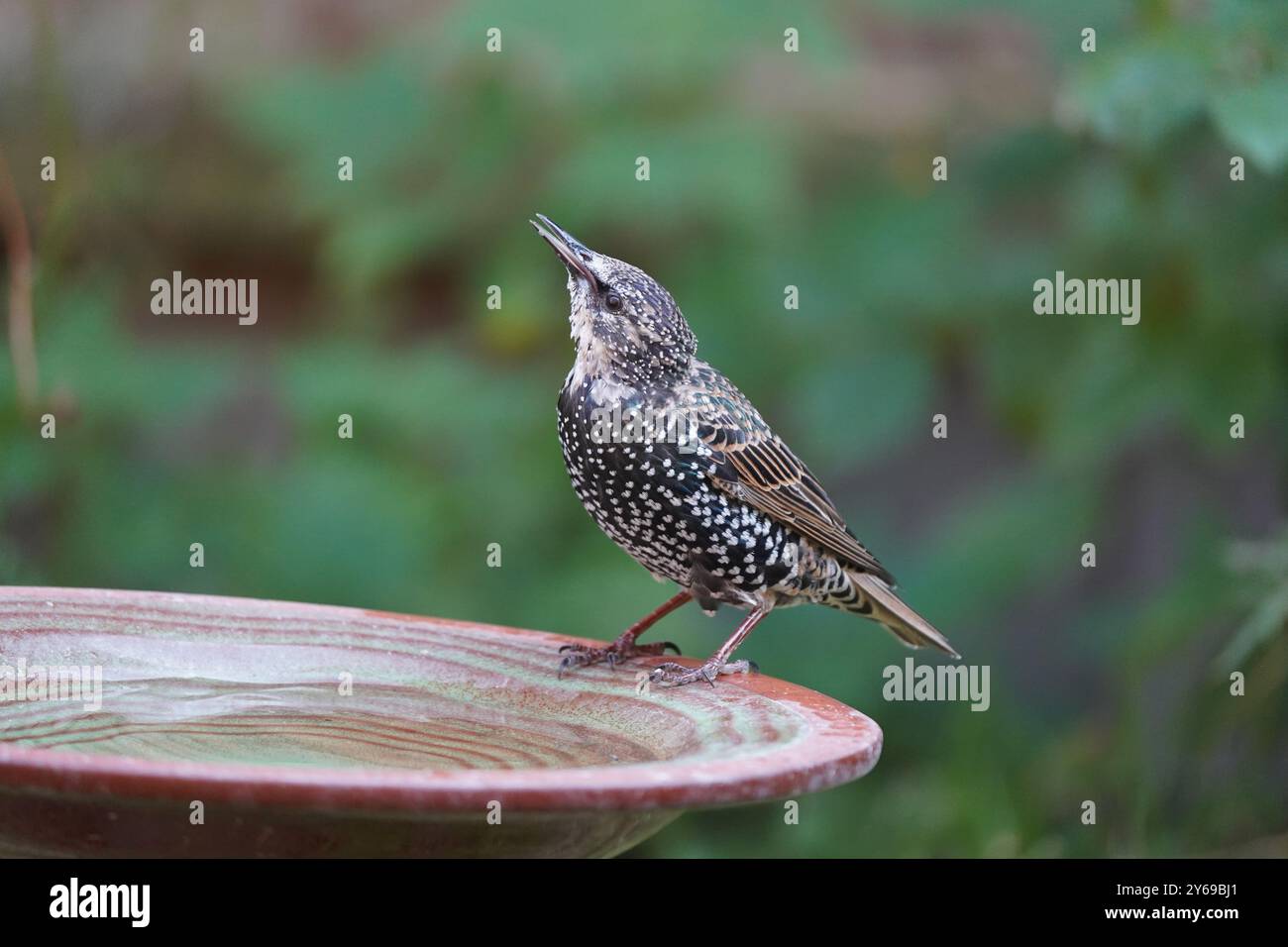 Starling (sturnus vulgaris) drinking from a bird bath, UK Stock Photo ...