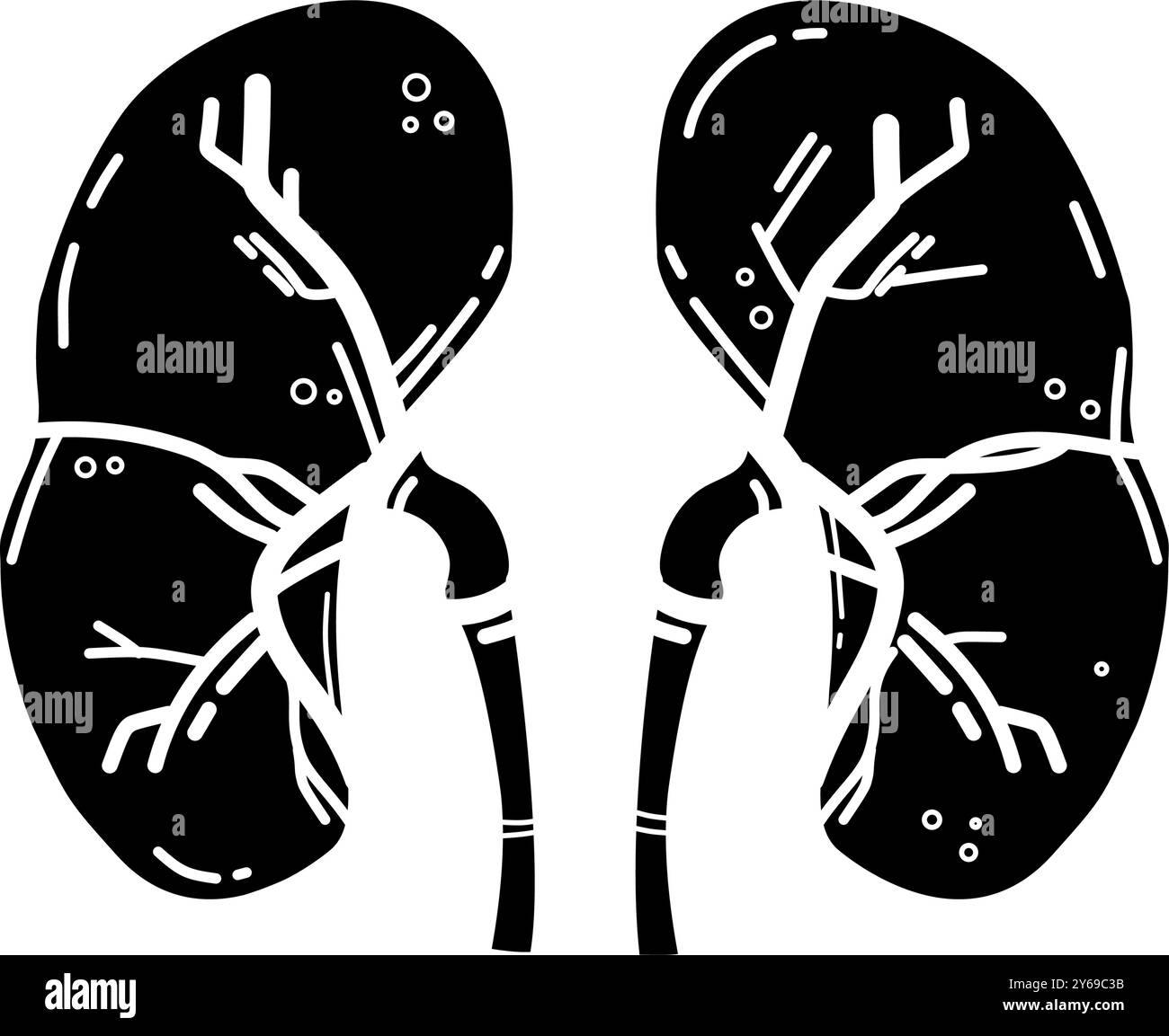 human kidneys - vector icon Stock Vector Image & Art - Alamy