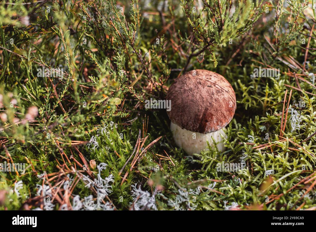 Single mushroom Boletus pinophilus, commonly known as the pine bolete ...