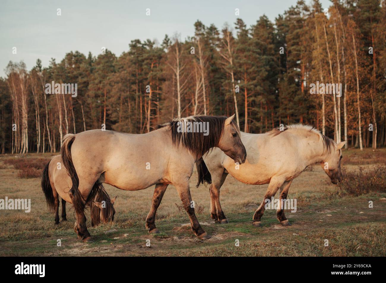 Group of three semi wild konik polski horses at Engure Lake Nature Park ...