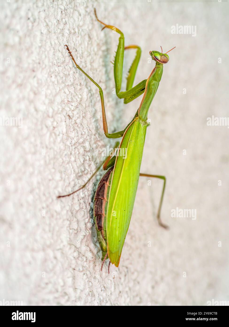 Leg up wall hi-res stock photography and images - Alamy