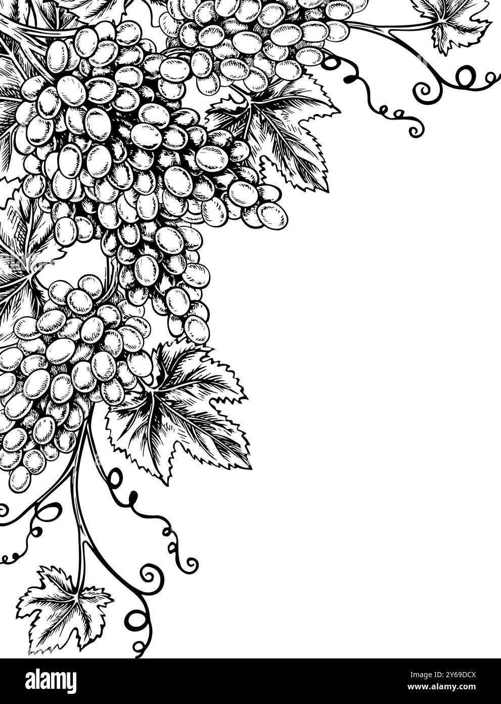 A frame with vines and bunches of grapes. Vector graphics, black and ...