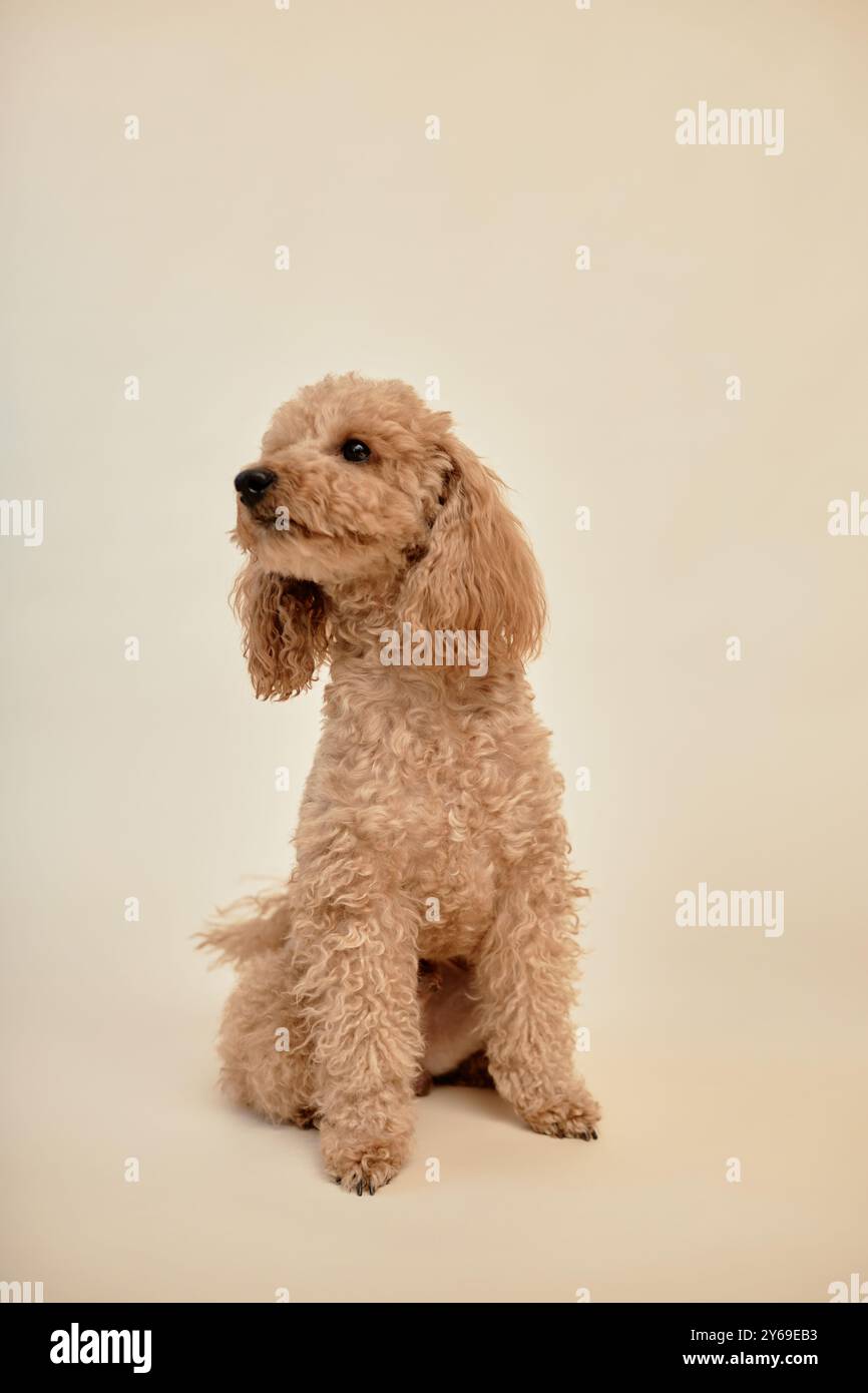 Cute poodle dog sitting on neutral beige background with curly fur and ...