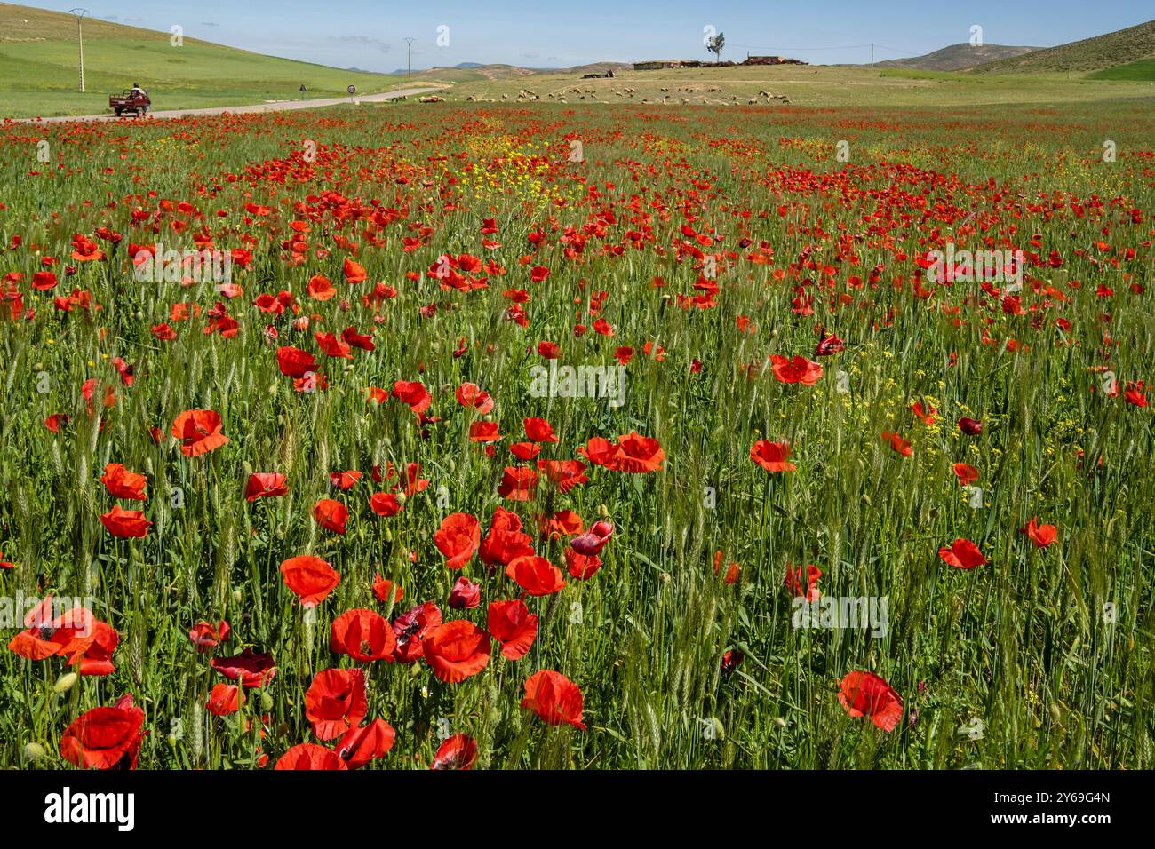 poppy field, Azrou, Ifrane, Morocco, Africa Stock Photo - Alamy
