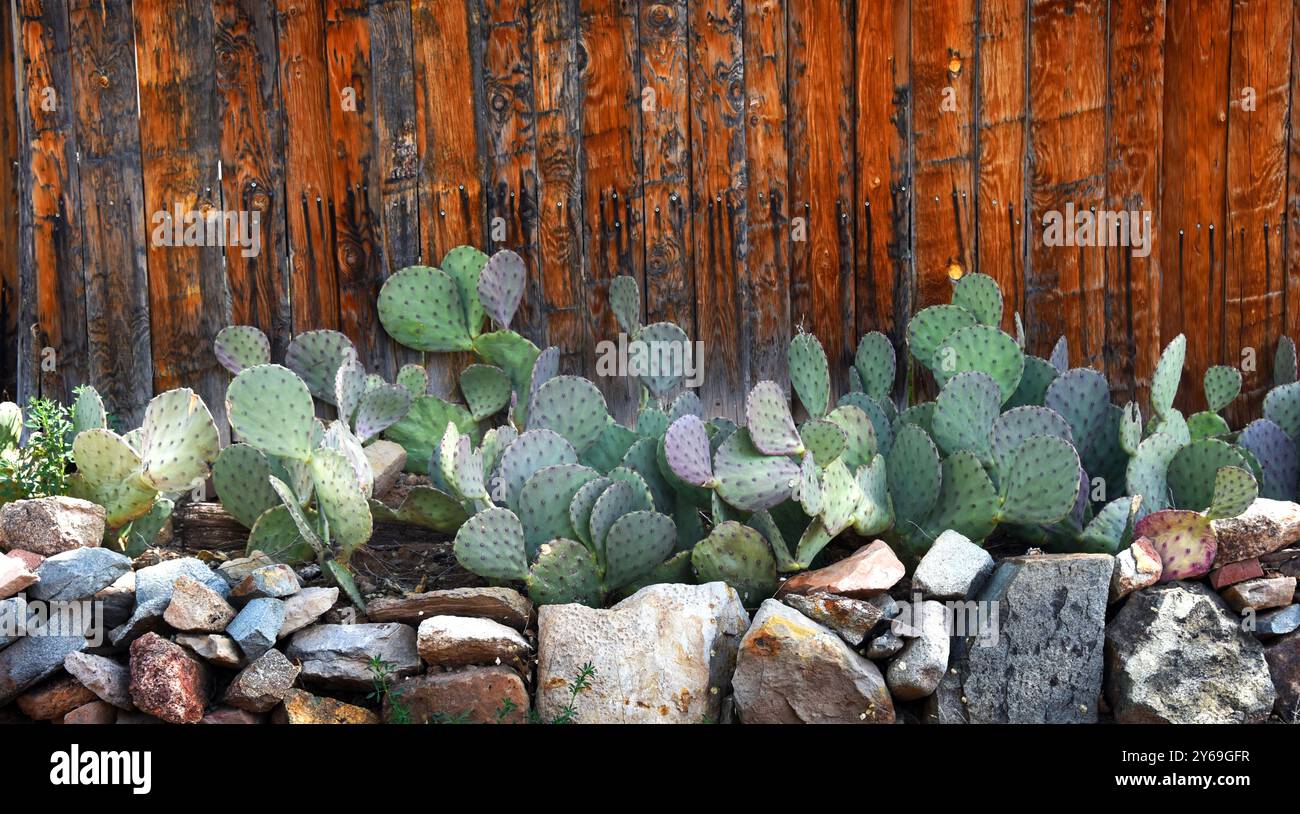 Rustic wooden fence serves as background for cactus in Southwestern New ...