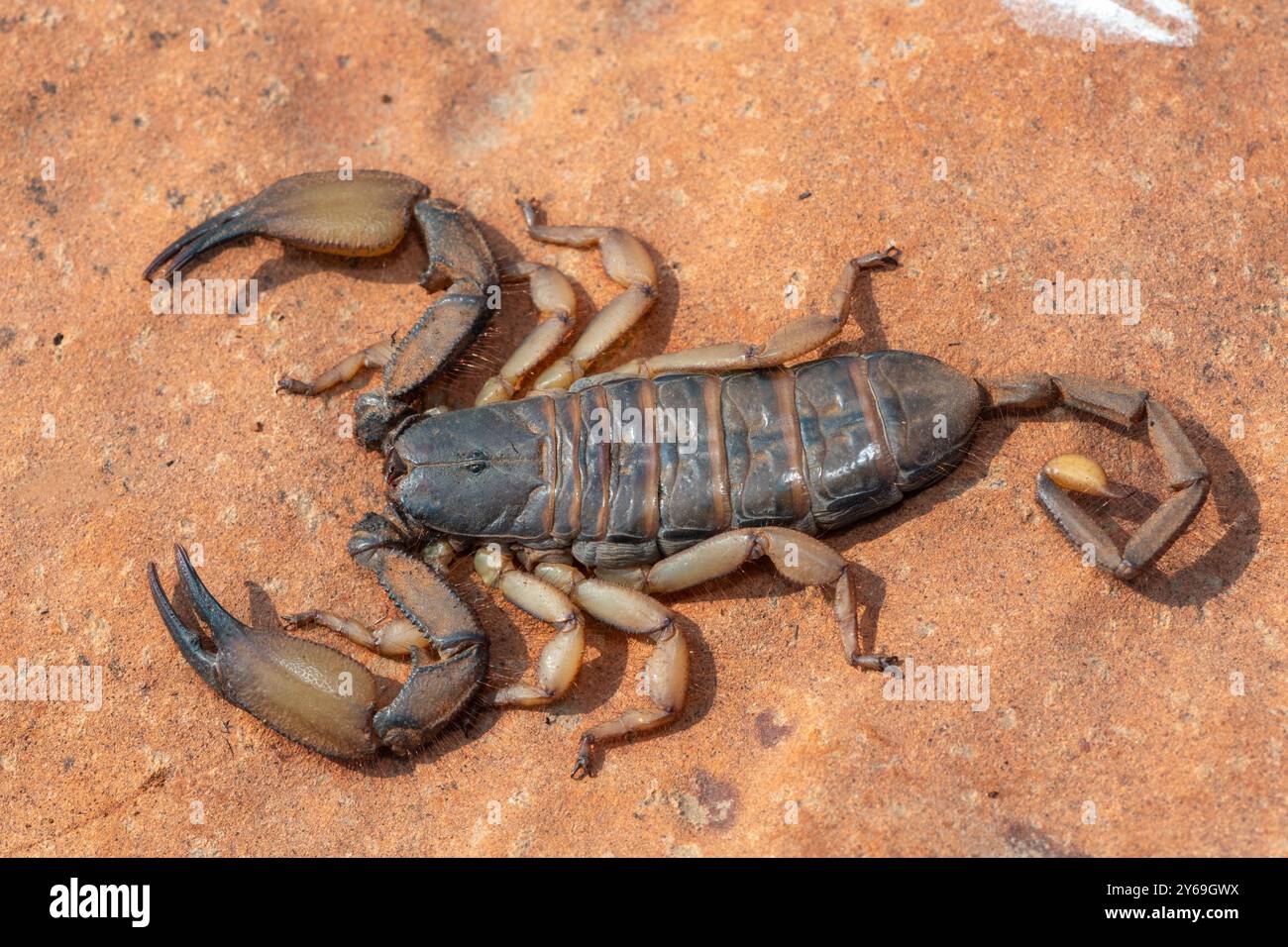 A large flat rock scorpion (Hadogenes trichiurus pallidus) on a rock in ...