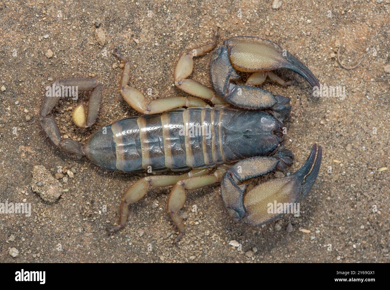 Above photograph of a beautiful flat rock scorpion (Hadogenes ...