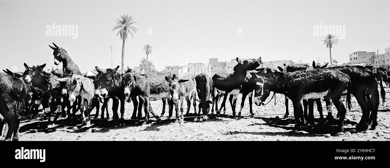 Donkeys in a stable, Rissani. Sahara desert. Morocco Stock Photo - Alamy