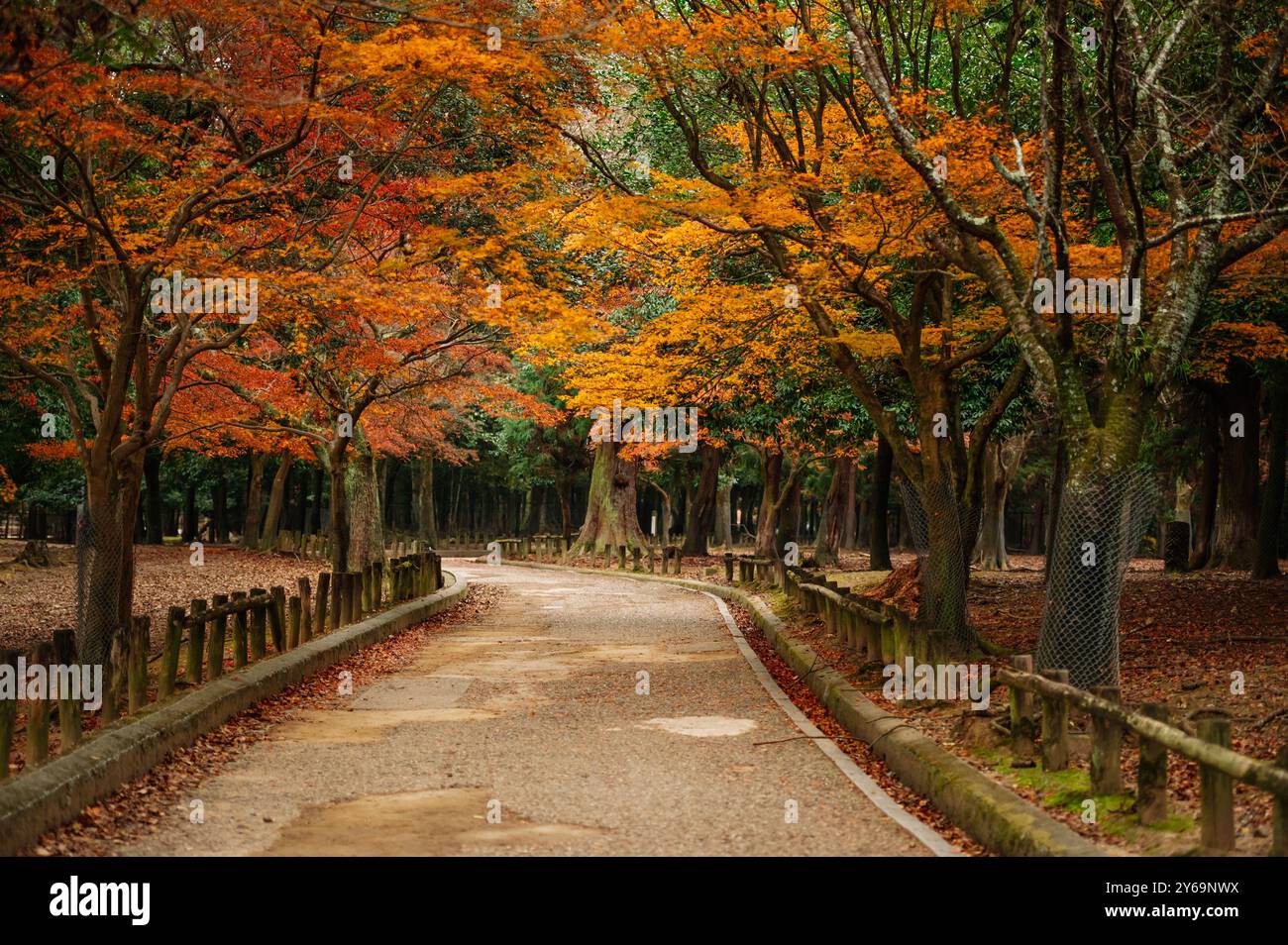 A peaceful pathway winding through a park, surrounded by vibrant autumn ...