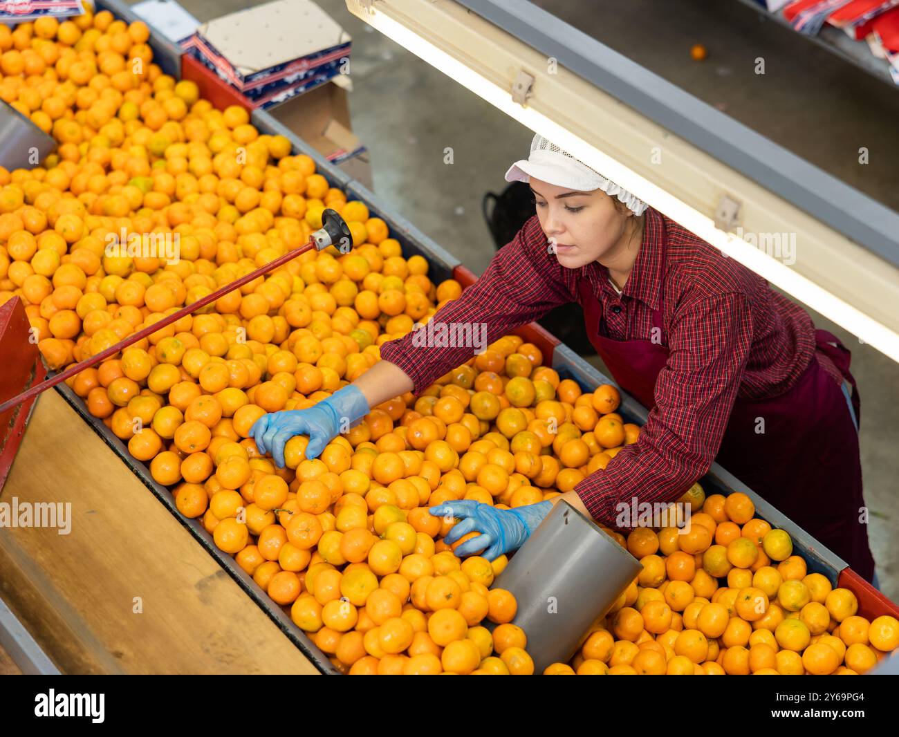 Female worker of fruit factory sorting tangerines on conveyor belt ...