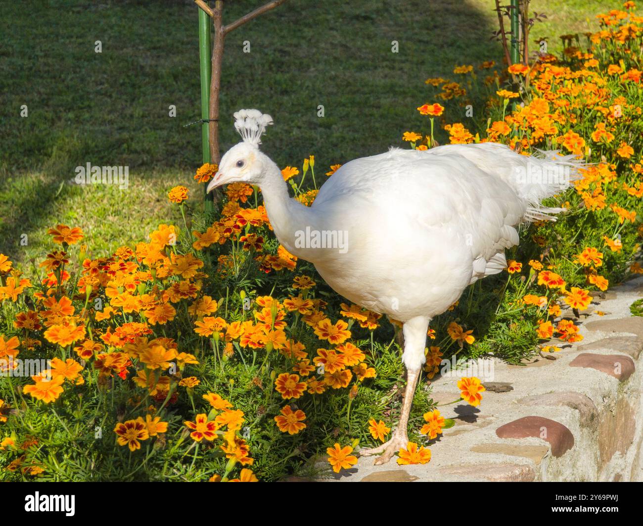 Panoramic view of Medieval Temski monastery Saint George, Pirot Region ...
