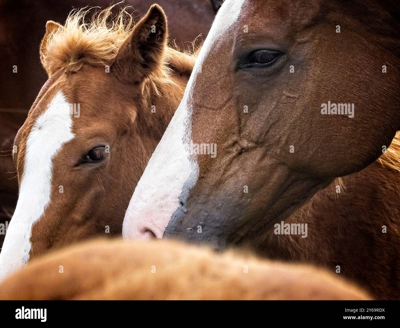 Group horses on ranch hi-res stock photography and images - Alamy
