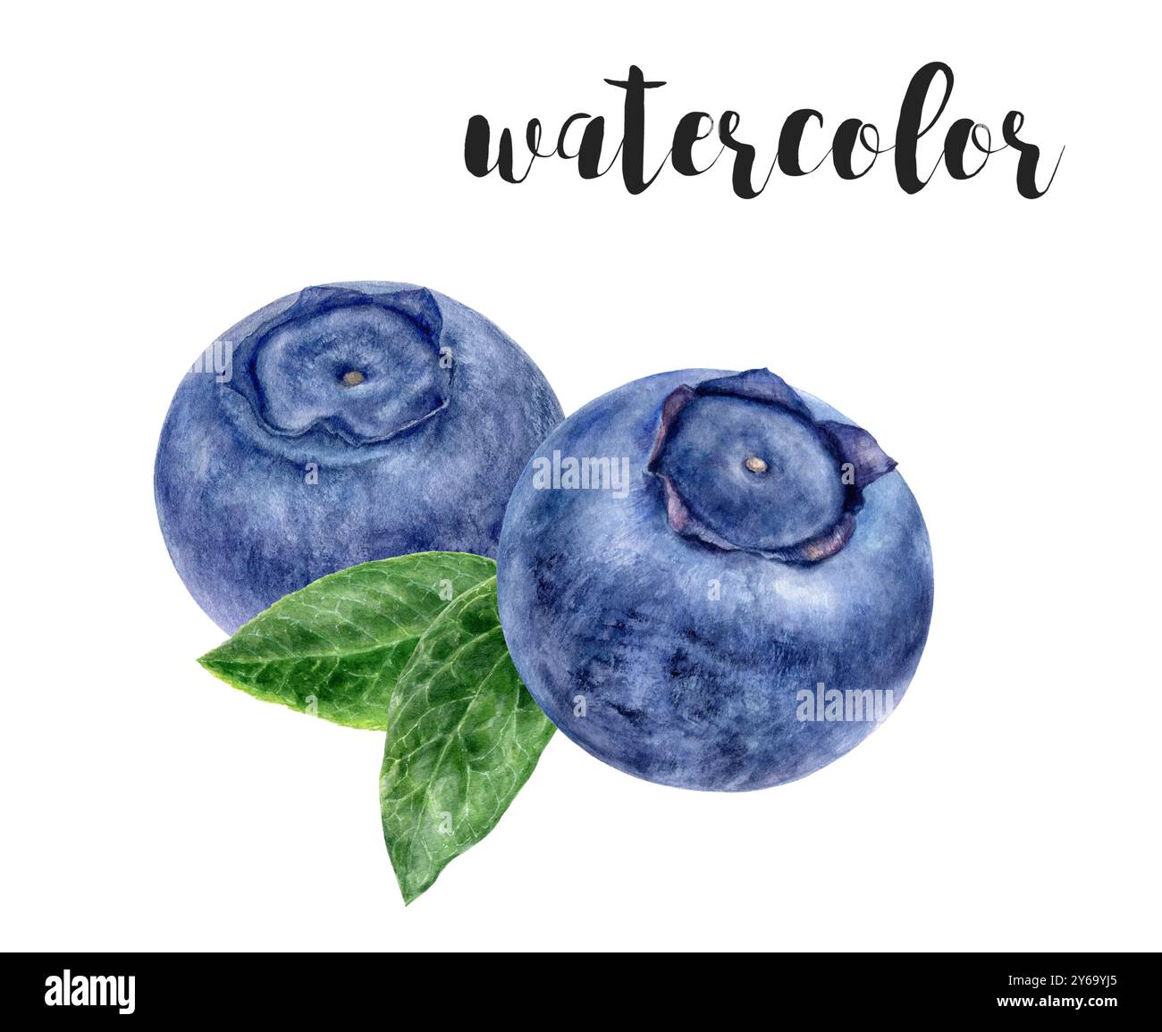Hand-Painted Watercolor Blueberries and Leaves Botanical Illustration ...