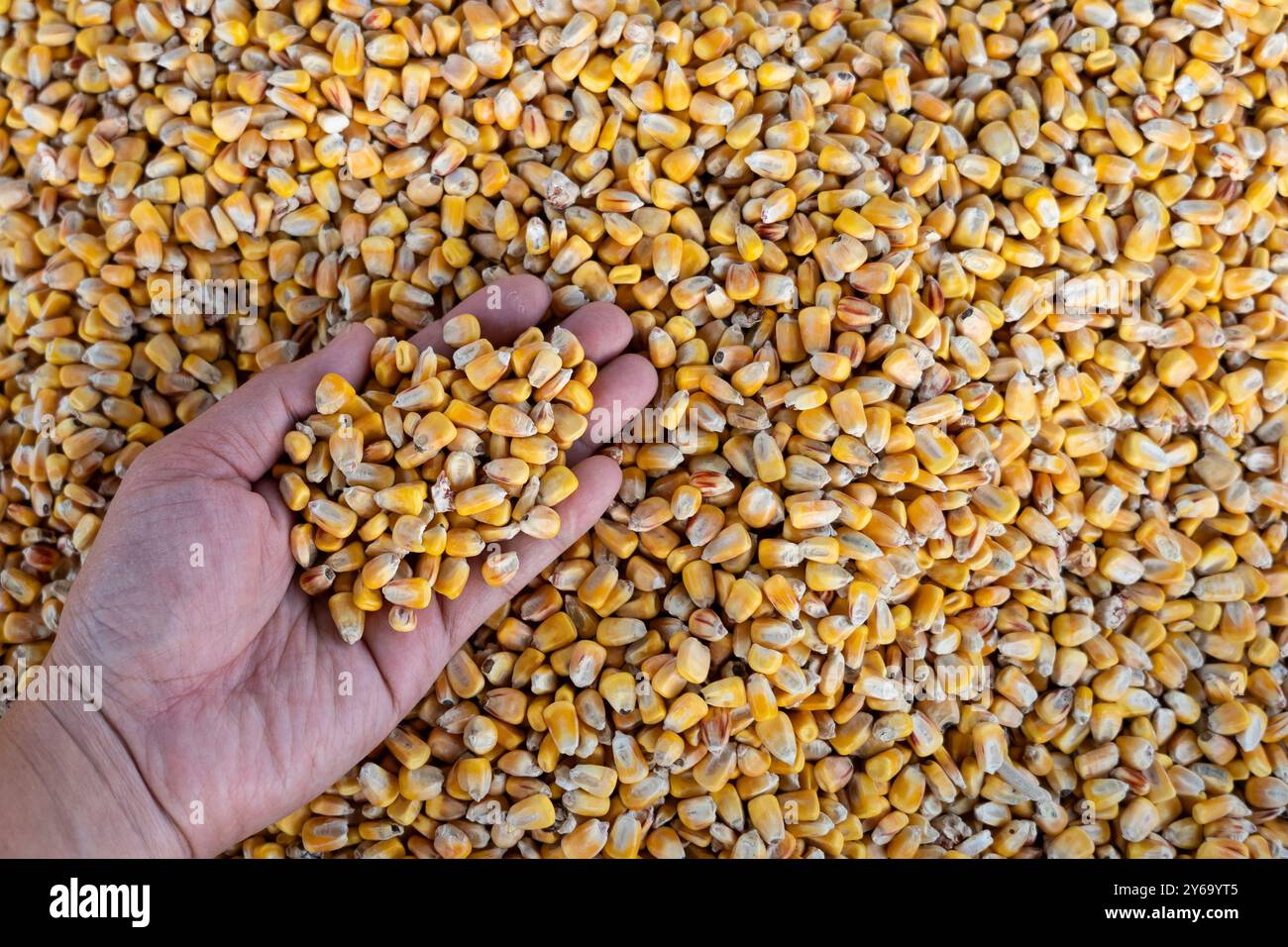 Dry corn kernels in hands Stock Photo - Alamy