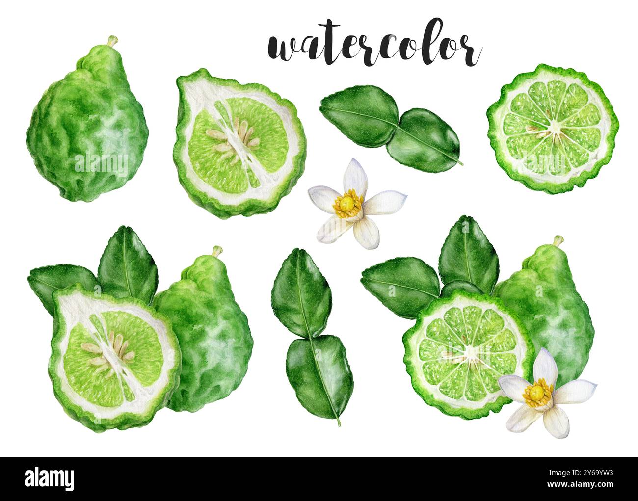 Hand-Painted Watercolor Bergamot Fruit Botanical Illustration Stock ...