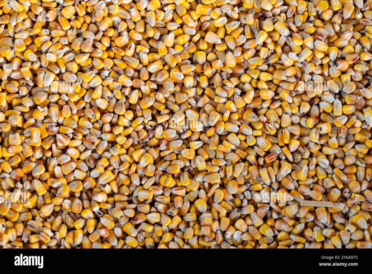 Dry corn kernels background Stock Photo - Alamy