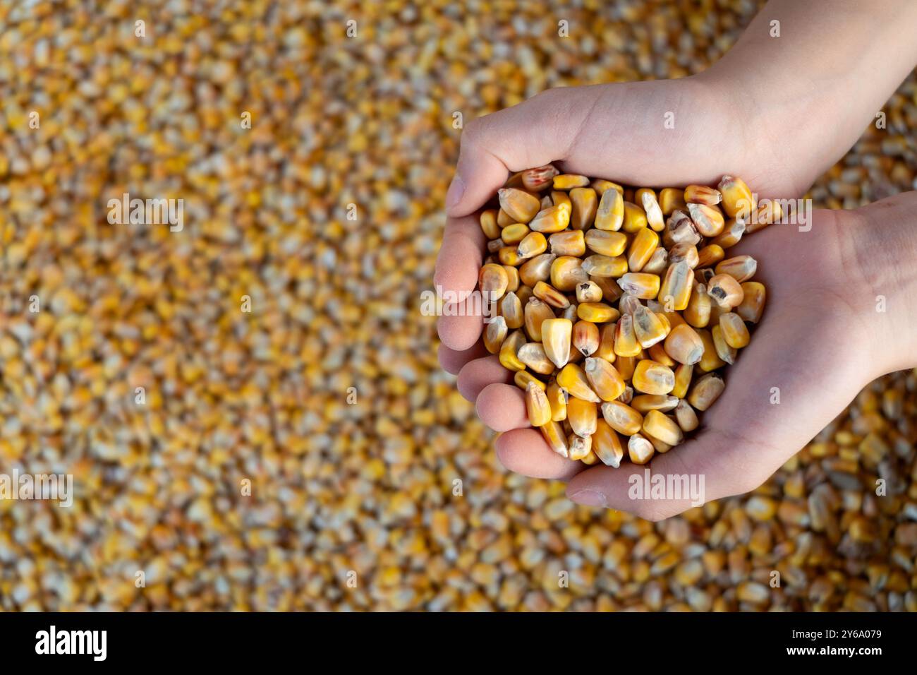 Dry corn kernels in hands Stock Photo - Alamy