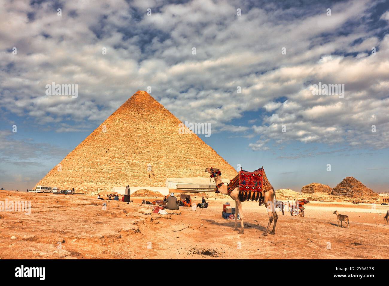 A Fully Bedecked Camel awaits tourists in the hot afternoon sun in ...
