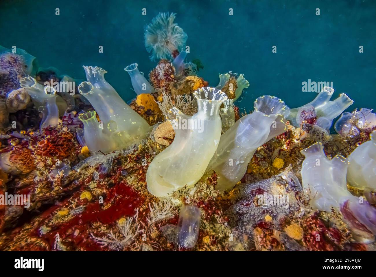 Transparent sea squirt hi-res stock photography and images - Alamy