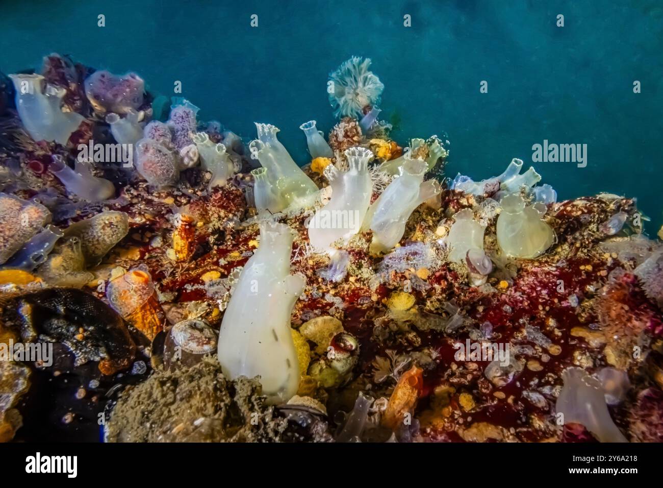 Pacific Transparent Sea Squirt, Ciona savignyi, on side of dock in ...