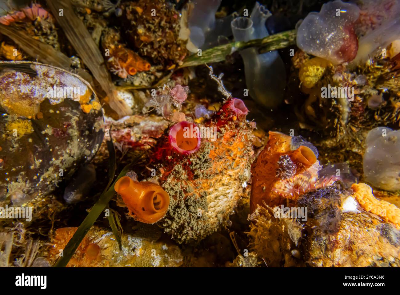 Atrial siphon hi-res stock photography and images - Alamy