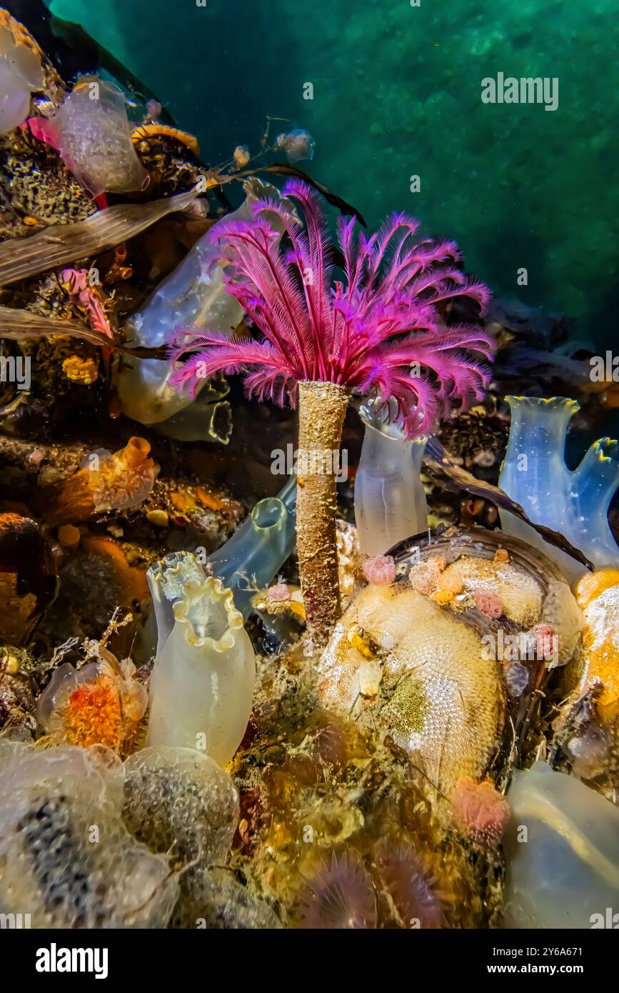 Tableau of marine life on a dock: Northern Feather Duster Worm ...