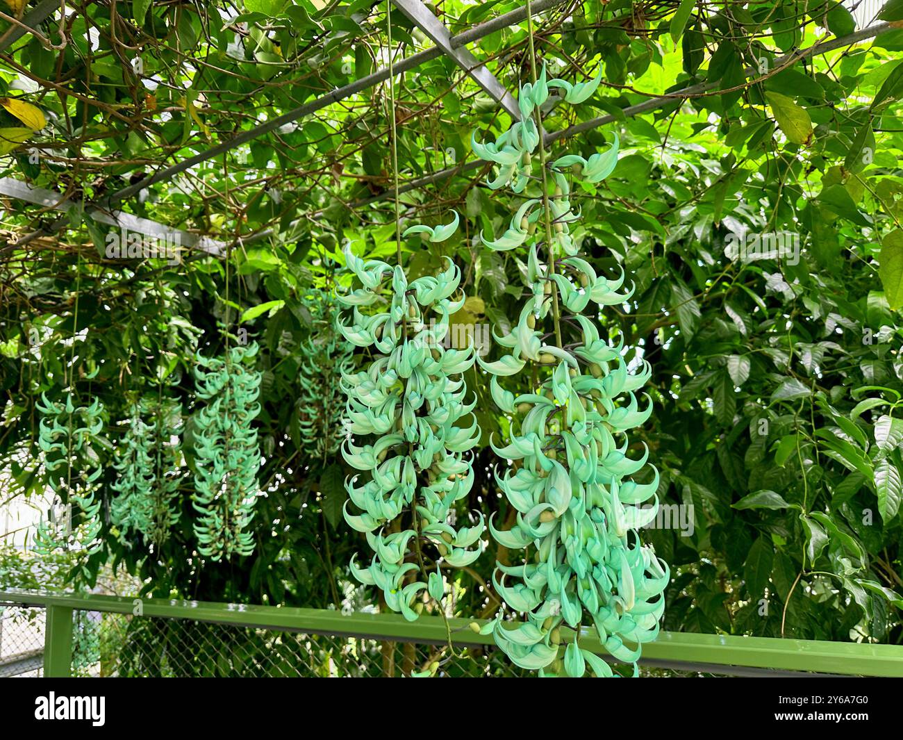 Beautiful jade vine flowers growing in botanical garden Stock Photo - Alamy