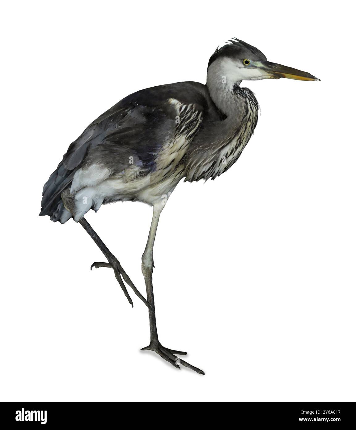Beautiful great blue heron on white background. Exotic bird Stock Photo ...