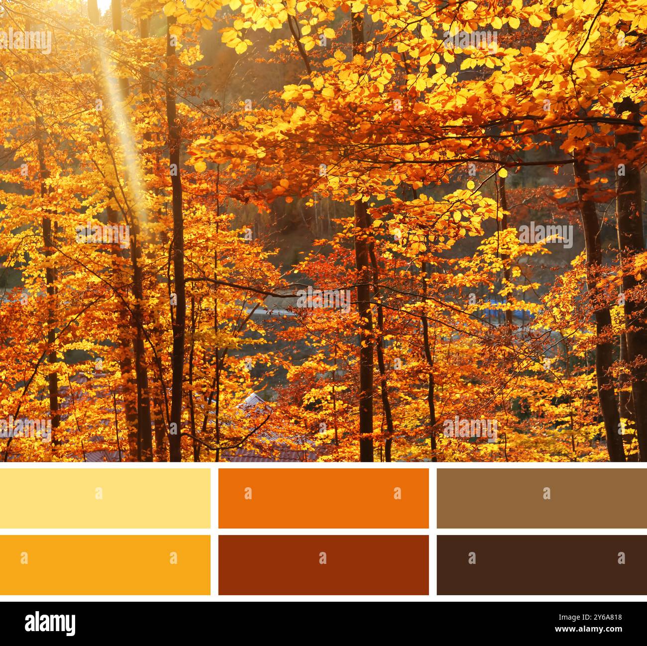 Shades of autumn. Picture of beautiful trees with golden leaves and ...