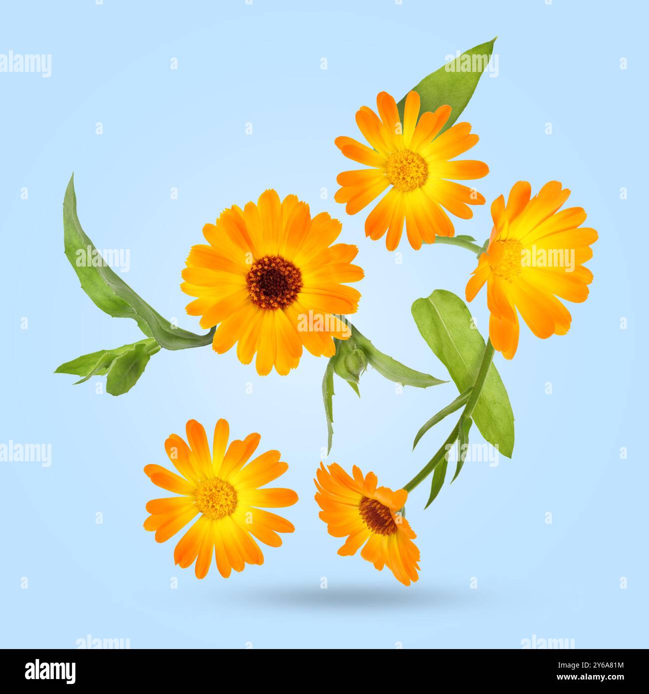 Calendula flowers and leaves falling on light blue background Stock ...