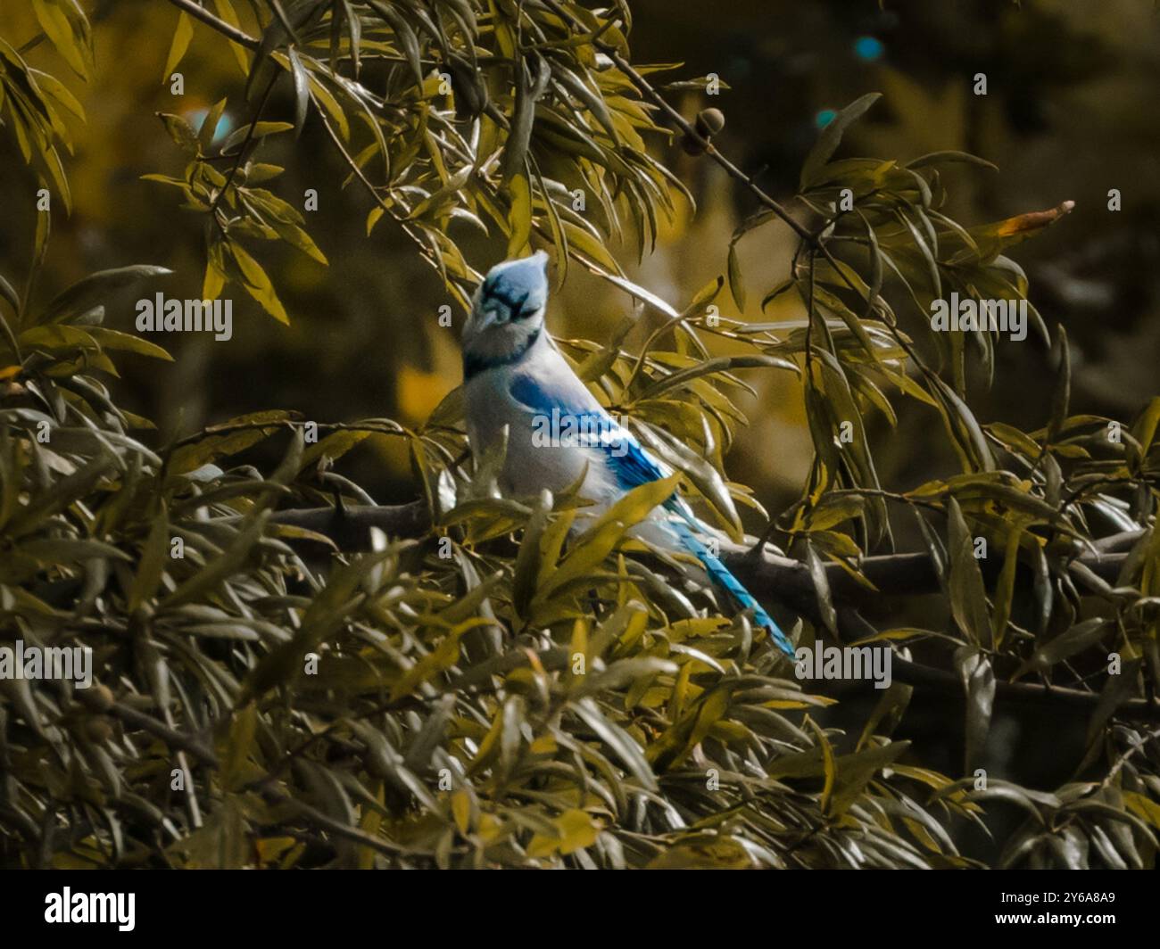 Blue jay fly hi-res stock photography and images - Alamy