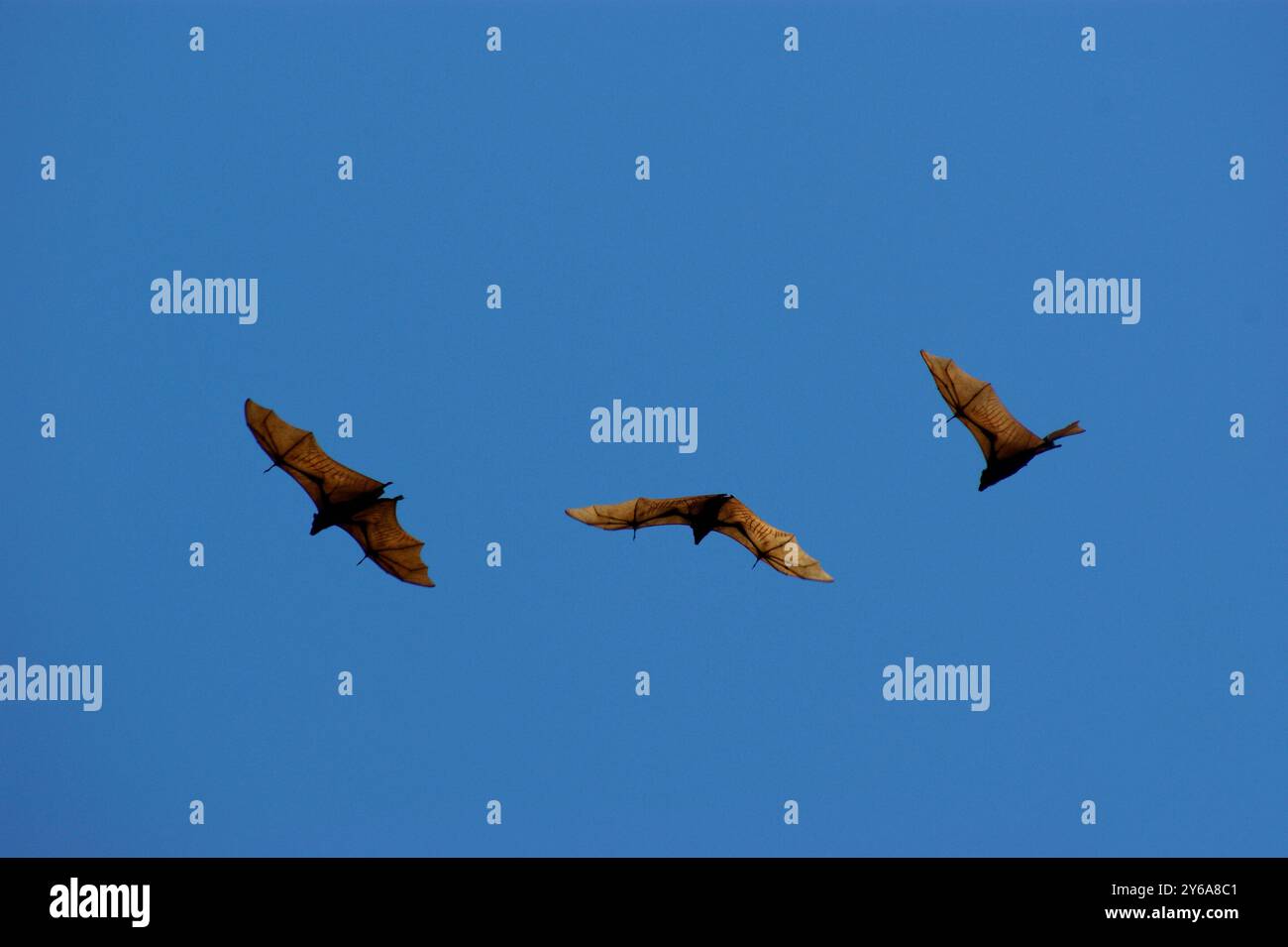 Protect against vampire hi-res stock photography and images - Alamy