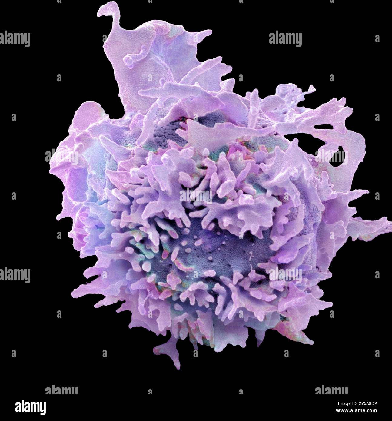 Natural killer (NK) cell, coloured scanning electron micrograph (SEM ...