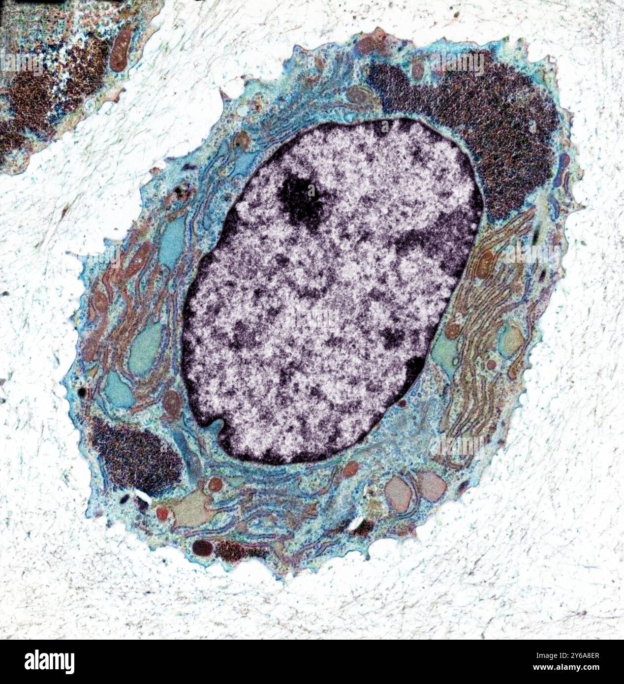 Cartilage cell. Transmission electron micrograph (TEM) of a section ...