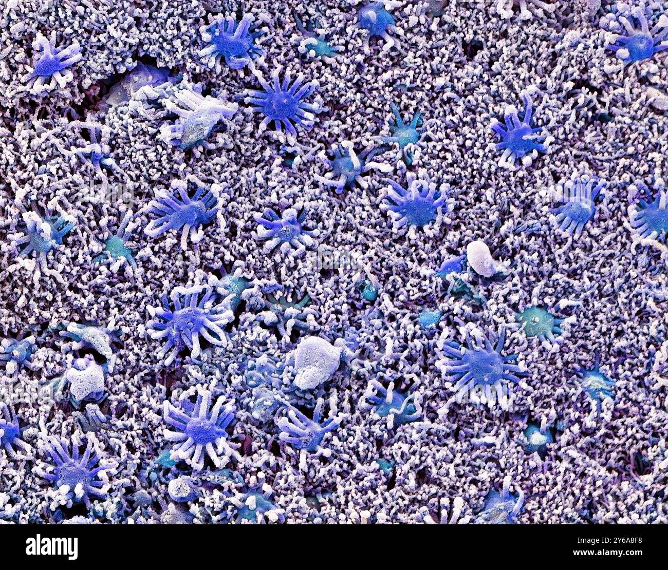 Olfactory epithelium. Coloured scanning electron micrograph (SEM) of ...