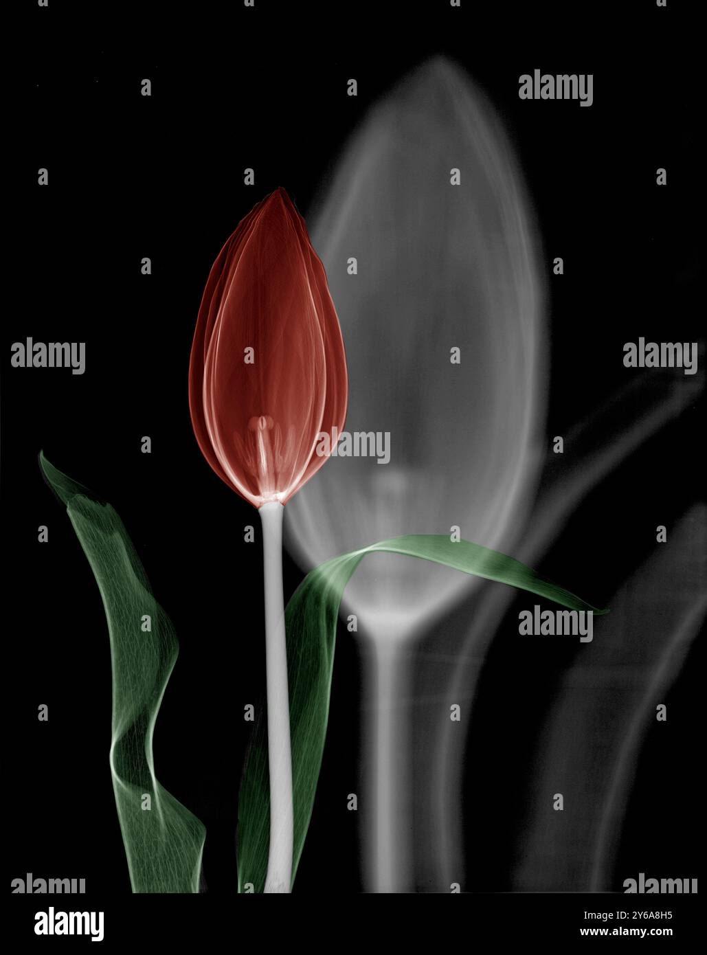 Coloured X-ray of a tulip (Tulipa sp.) flower Stock Photo - Alamy