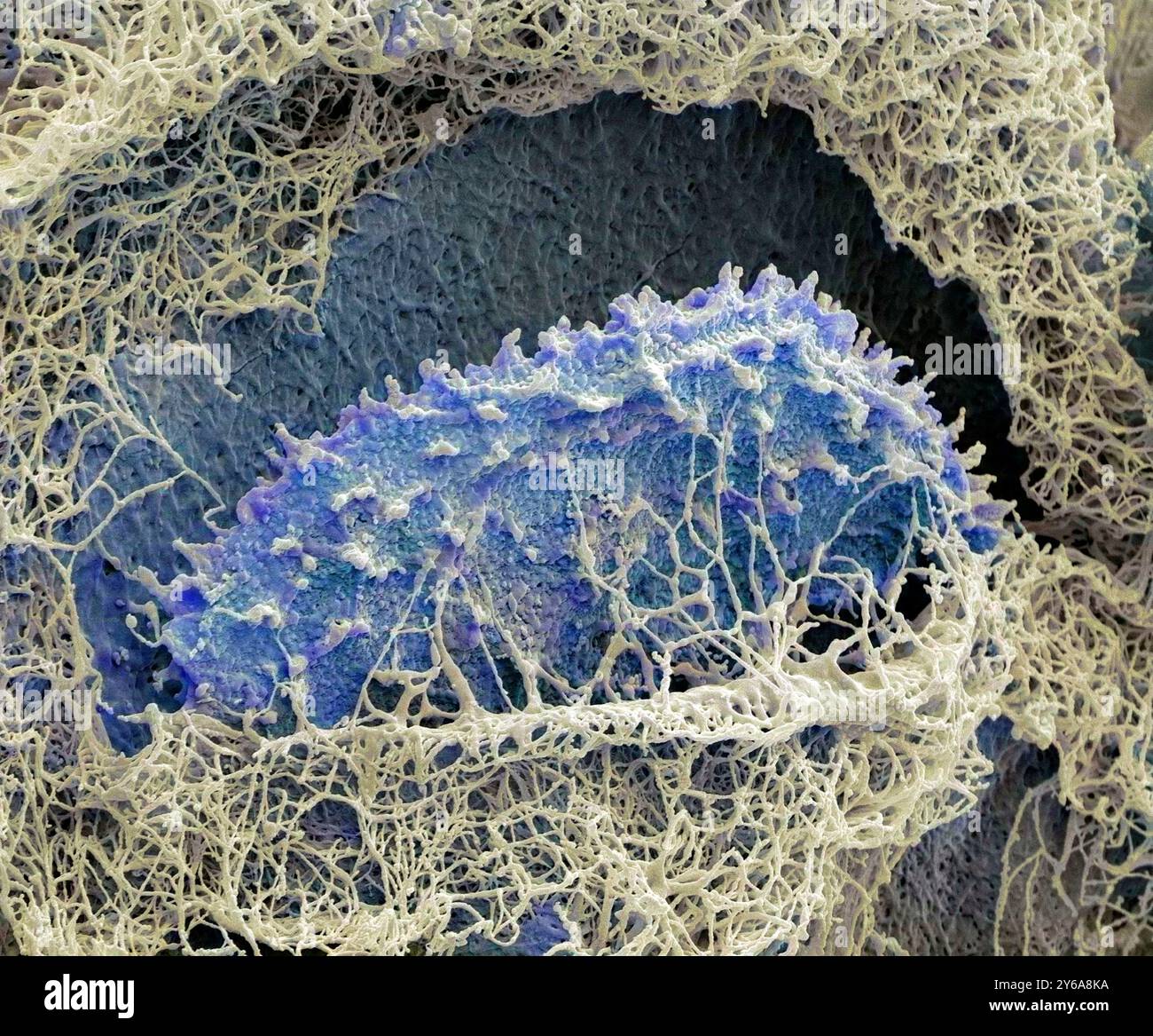 Hyaline cartilage. Coloured scanning electron micrograph (SEM) of a ...