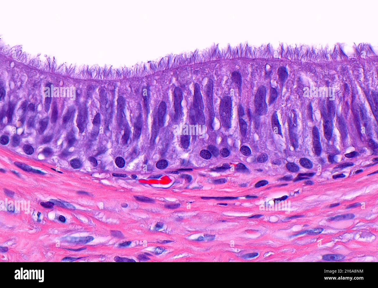 Light micrograph of epithelium (surface lining) of the vas deferens ...