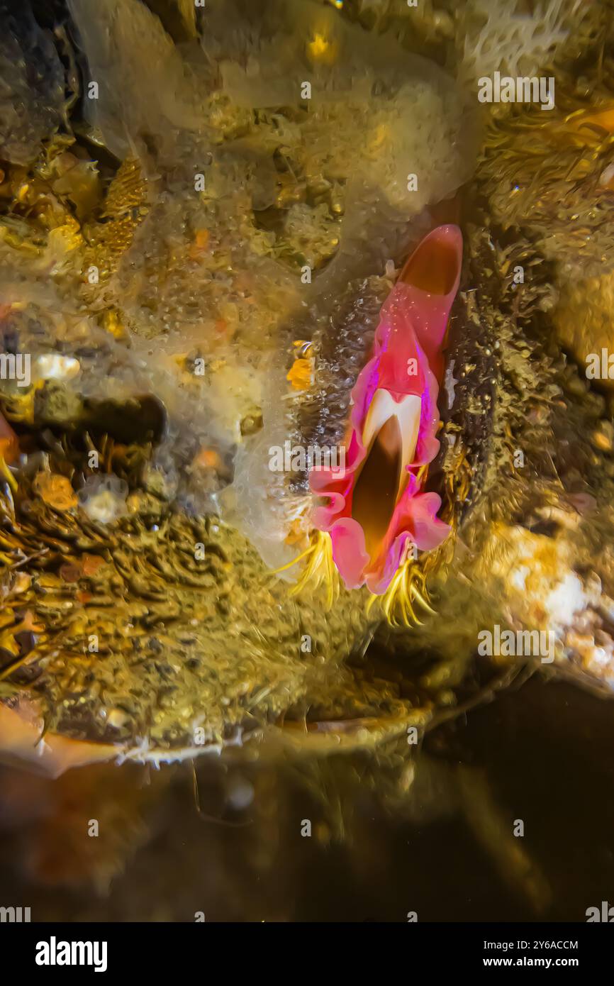 Bearded horse mussel hi-res stock photography and images - Alamy