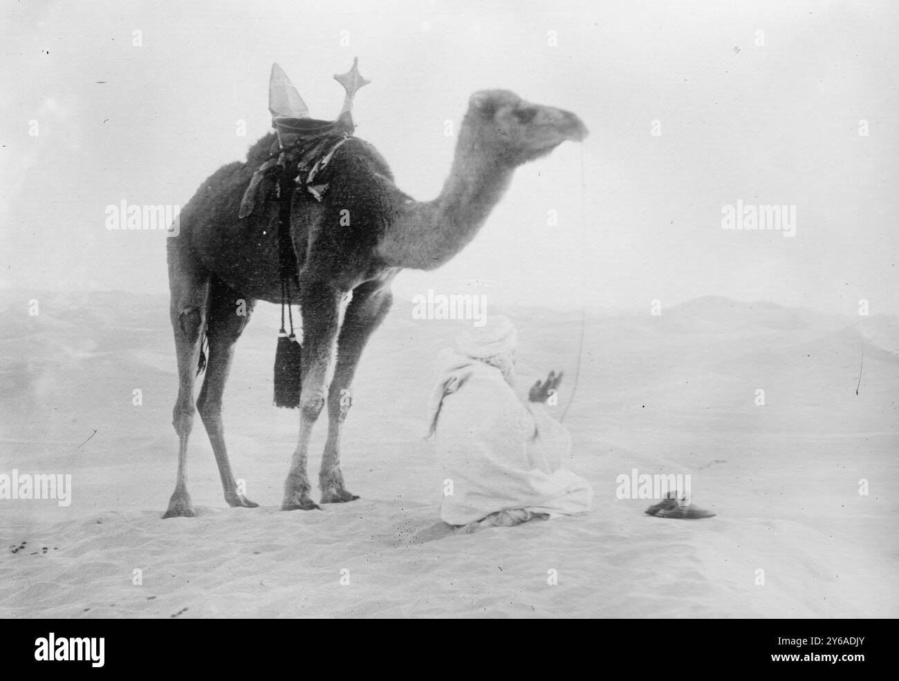 In the Sahara, Photo shows man praying next to camel, in the Sahara Desert., between ca. 1910 ...