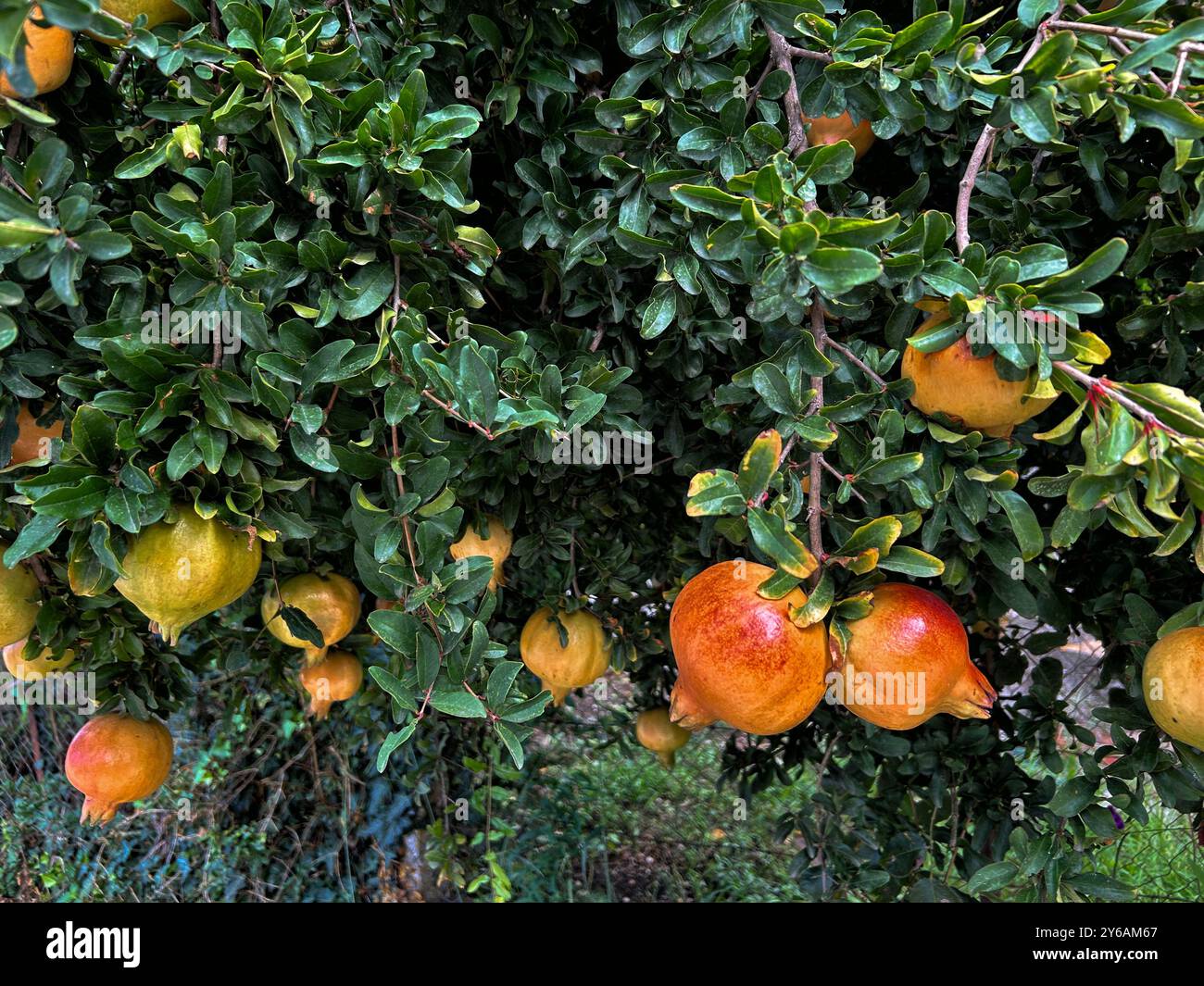 Pomegranate tree loaded with fruits Stock Photo - Alamy