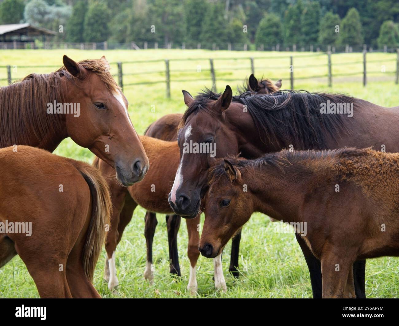 Horses gathered together in hi-res stock photography and images - Alamy