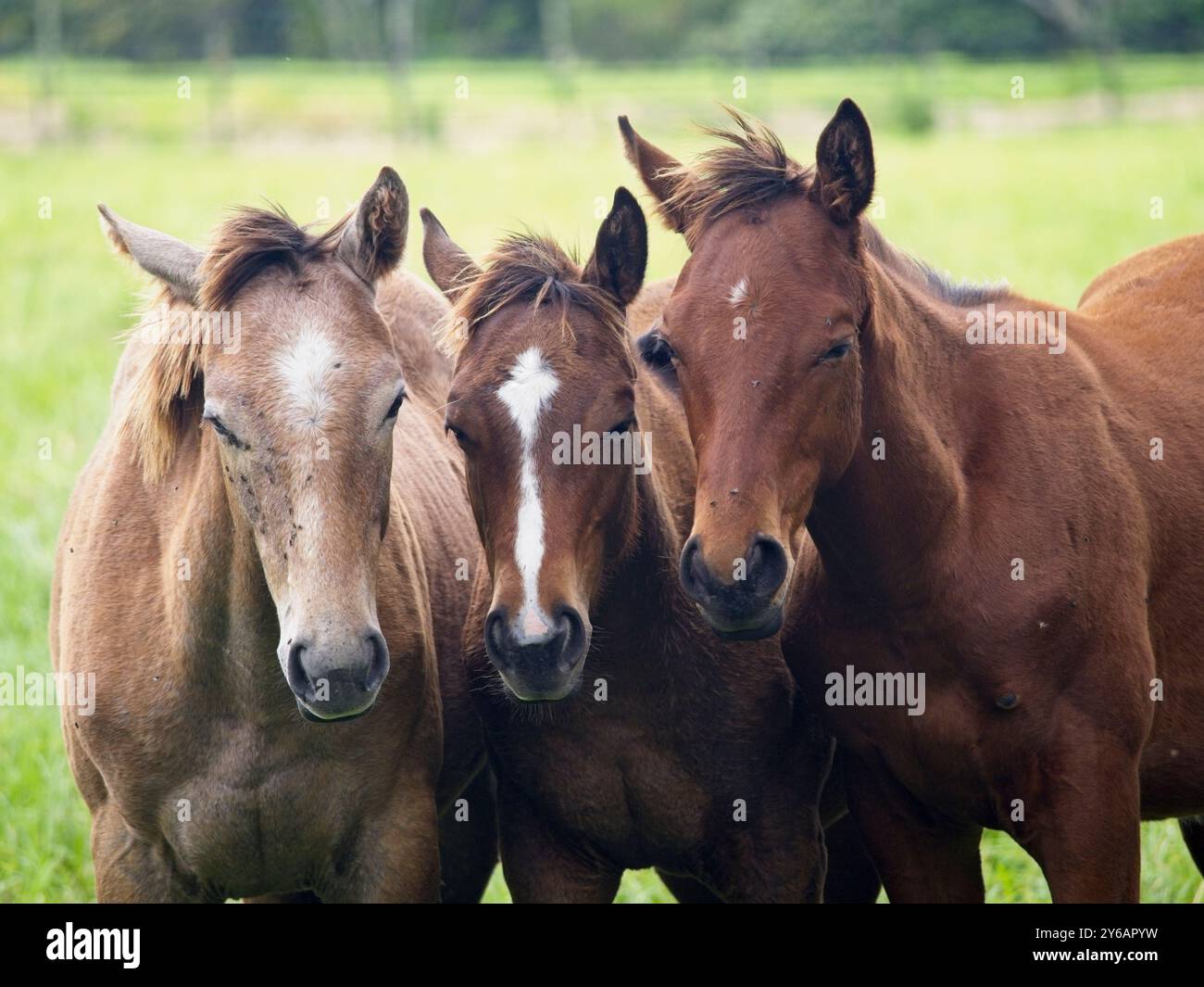 Horses gathered together in hi-res stock photography and images - Alamy