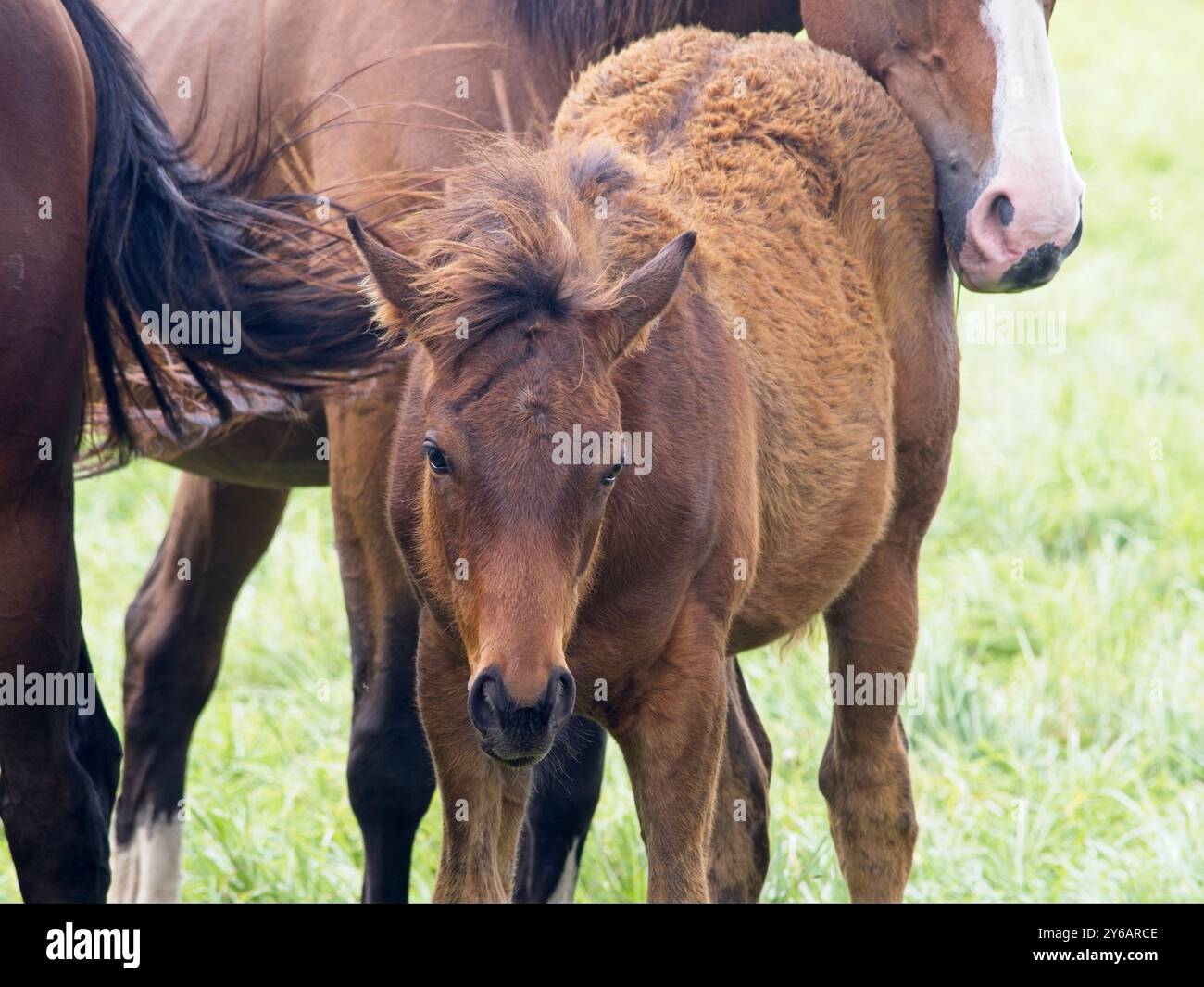 Horses gathered together in hi-res stock photography and images - Alamy