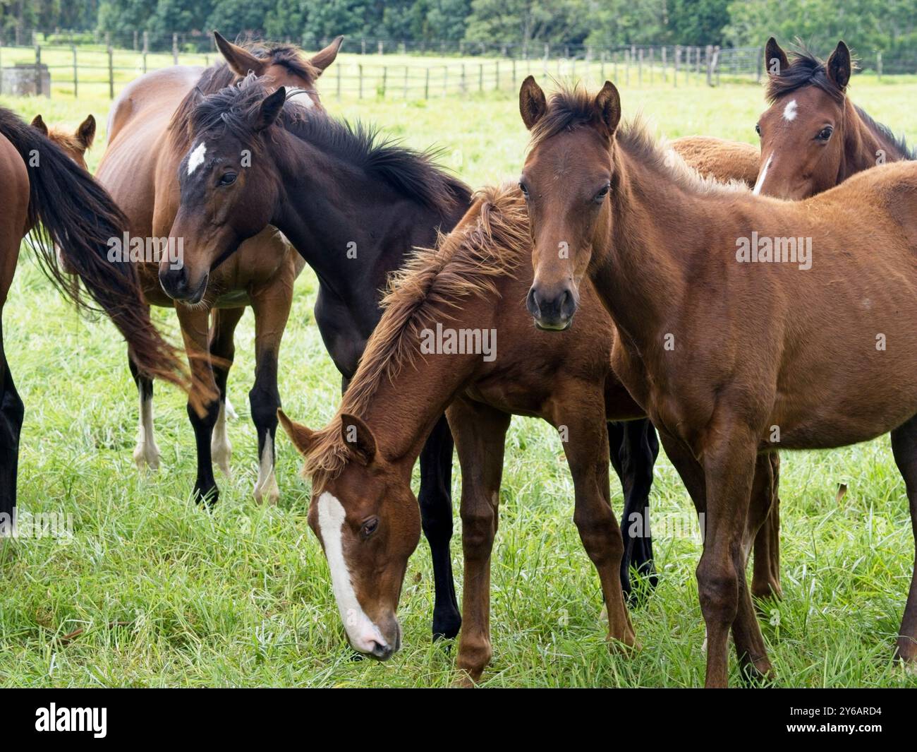 Horses gathered together in hi-res stock photography and images - Alamy