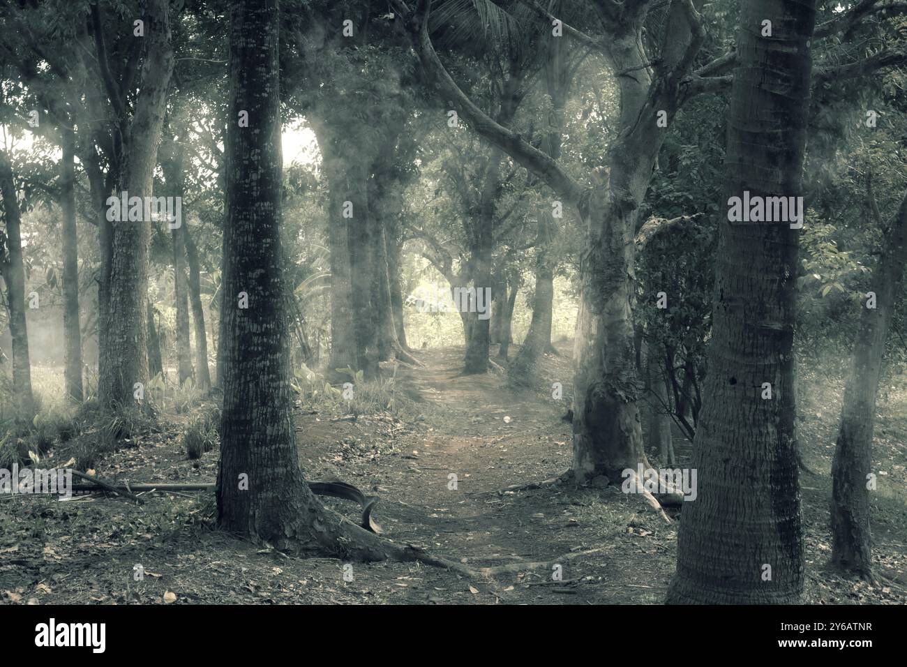 A forest with foggy trees and a path. The scene is eerie and mysterious ...